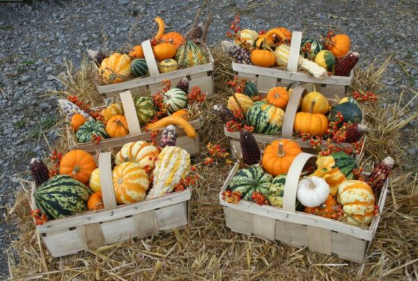 SERVICES – Bay Tree Farm